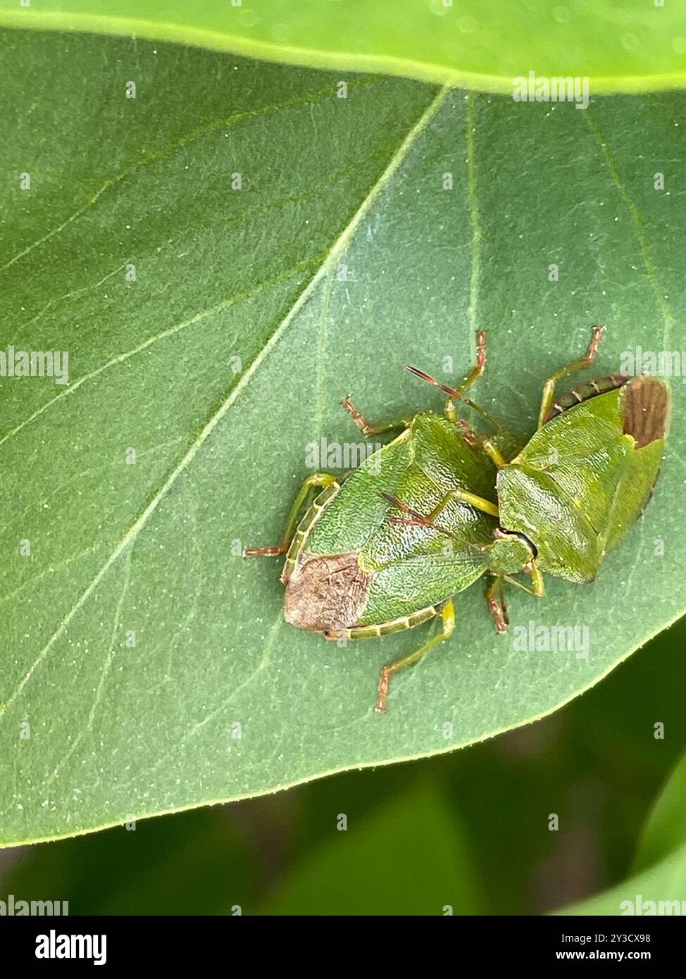 Green Shield Bug (Palomena prasina) Insecta Stock Photo - Alamy