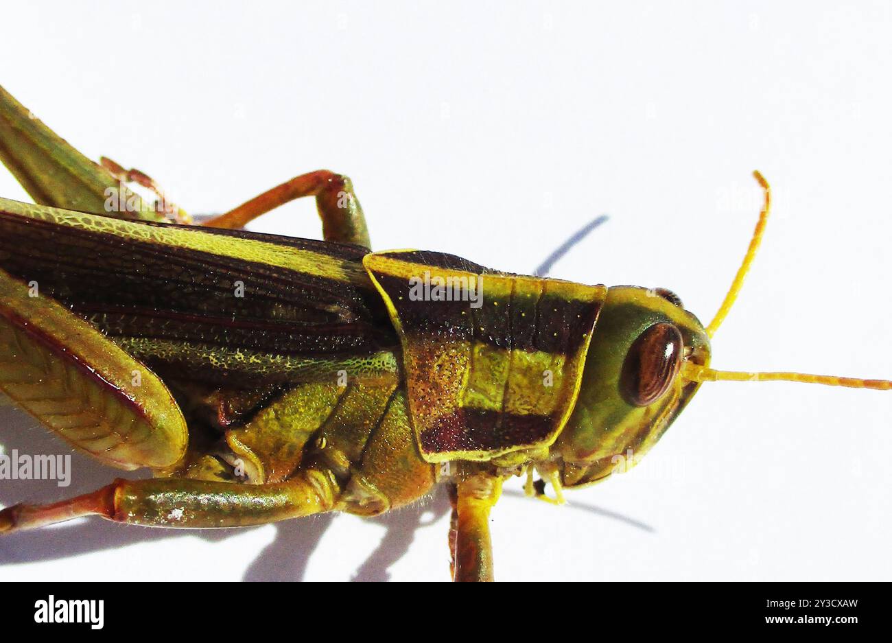 Green tree locust (Cyrtacanthacris aeruginosa) Insecta Stock Photo - Alamy