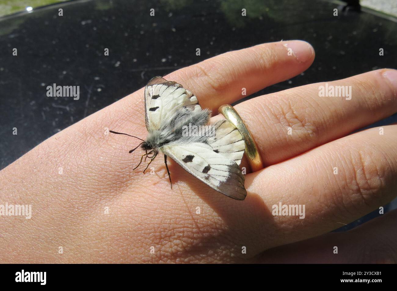 Clouded Apollo (Parnassius mnemosyne) Insecta Stock Photo - Alamy