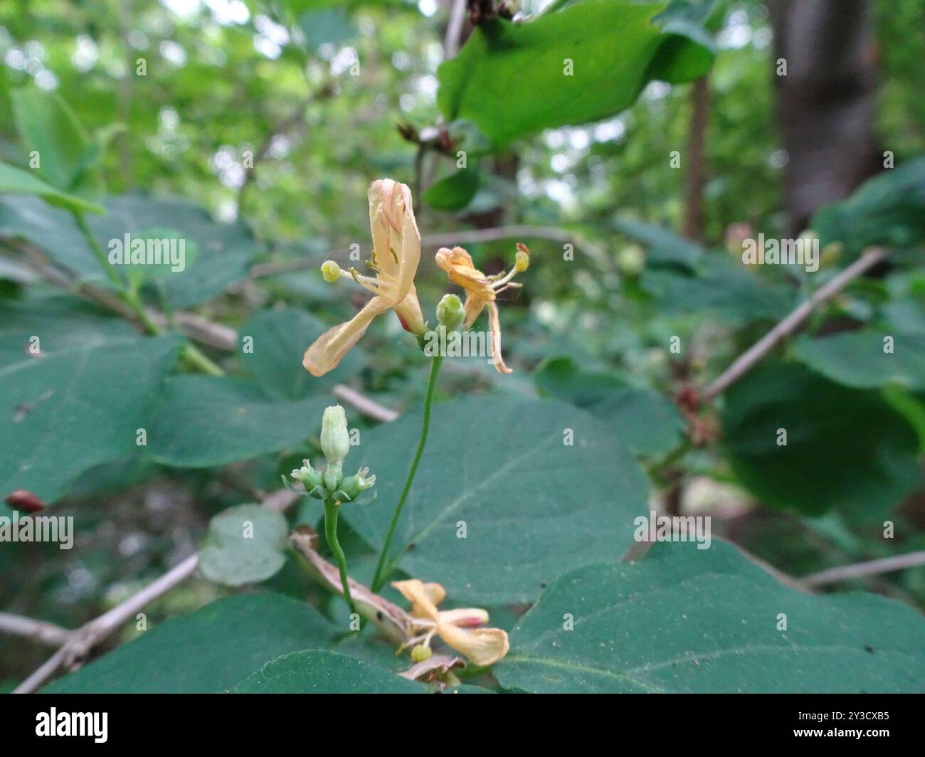 Fly Honeysuckle (Lonicera xylosteum) Plantae Stock Photo - Alamy