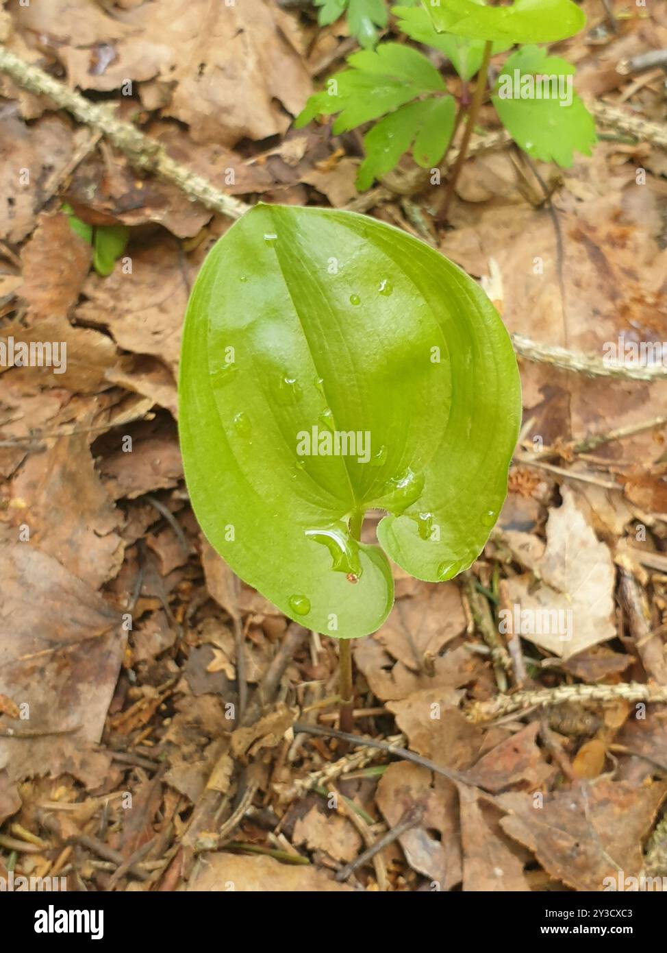 May Lily (Maianthemum bifolium) Plantae Stock Photo - Alamy