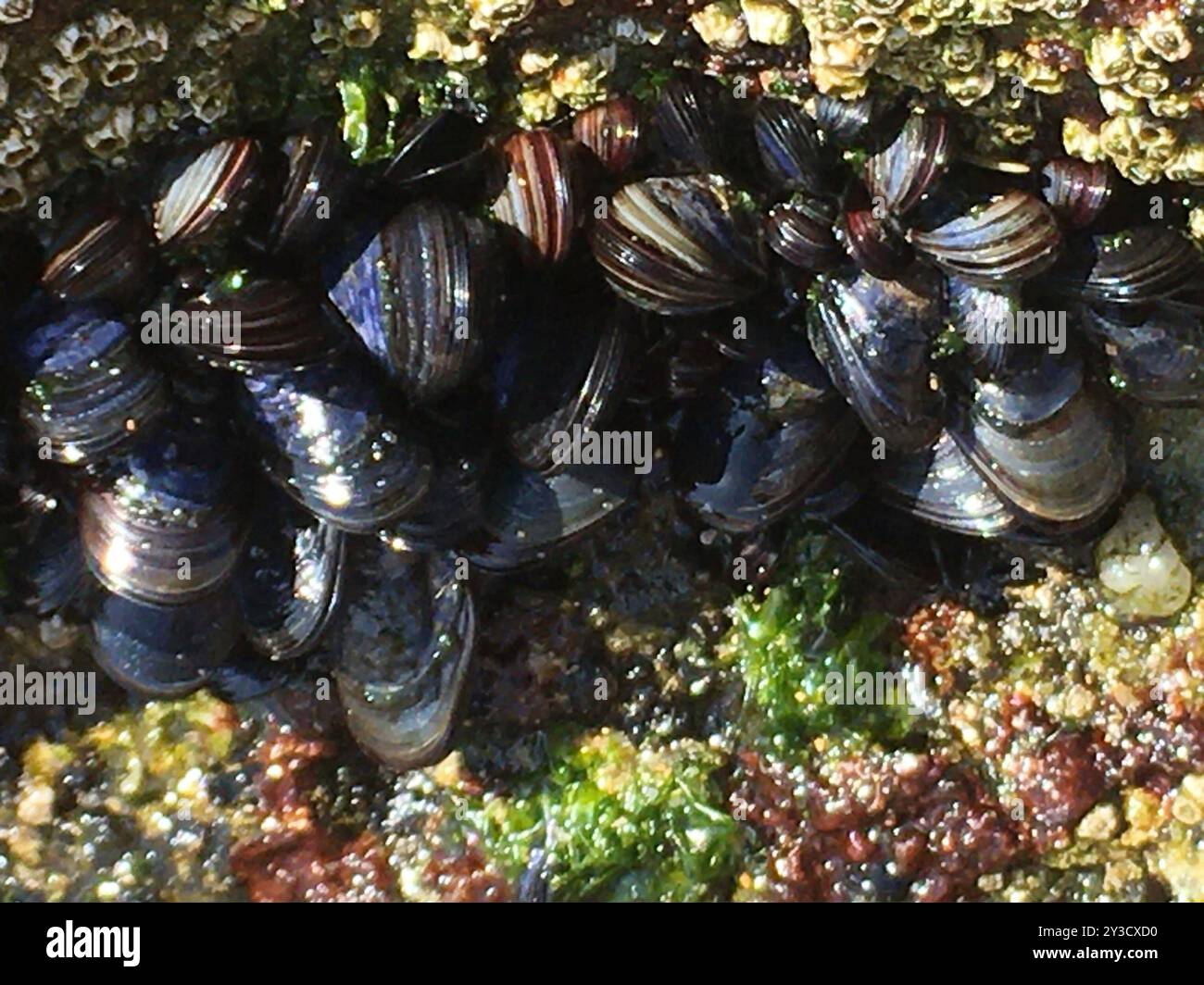 Mediterranean Mussel (Mytilus galloprovincialis) Mollusca Stock Photo ...