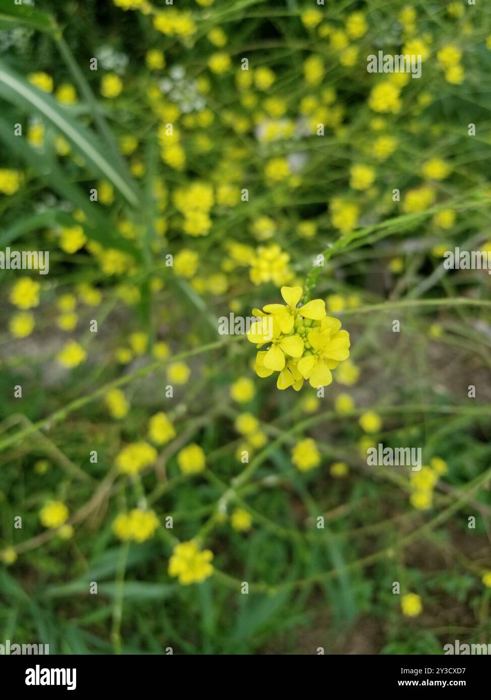 annual bastard cabbage (Rapistrum rugosum) Plantae Stock Photo - Alamy