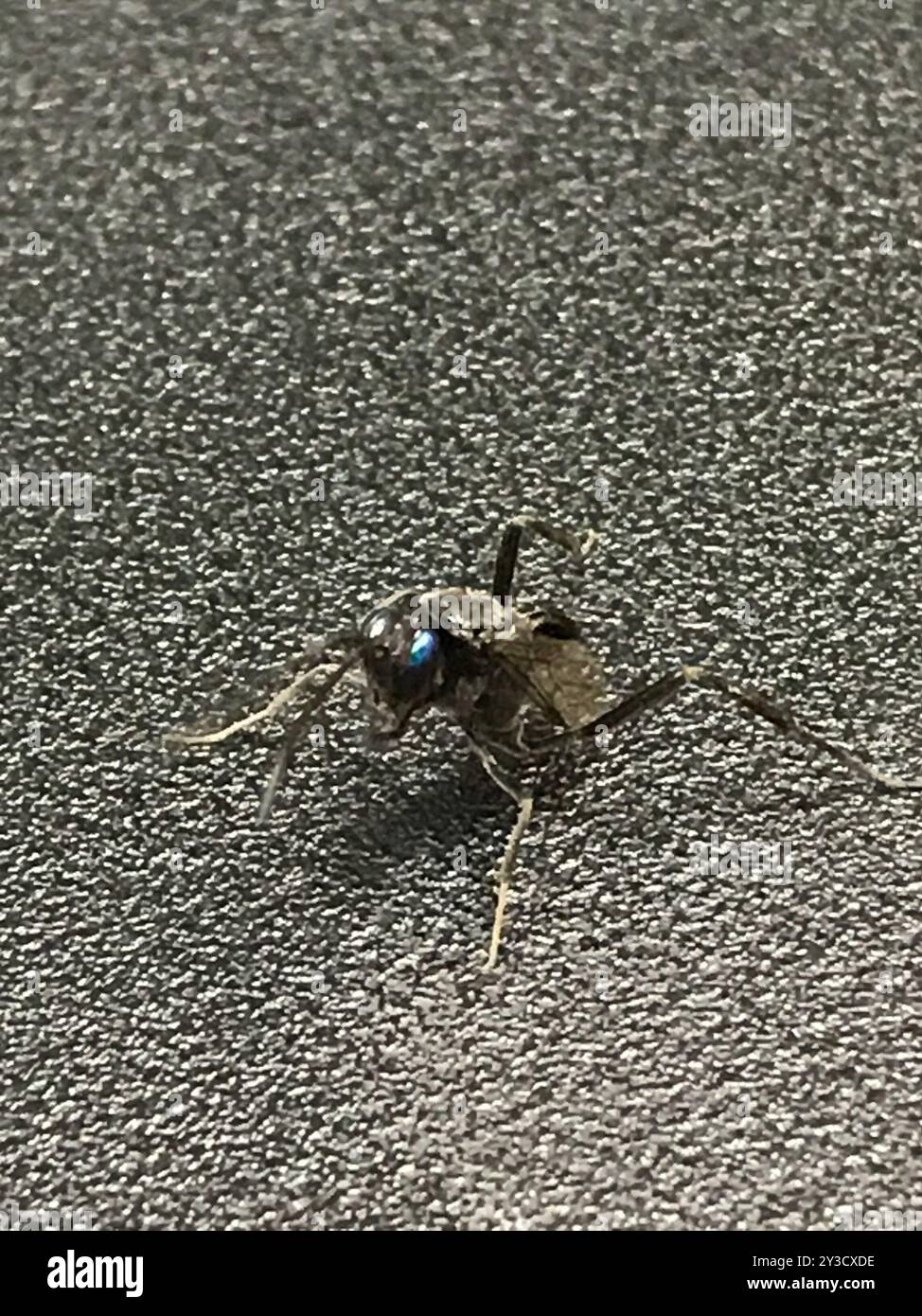 Blue-eyed Ensign Wasp (Evania appendigaster) Insecta Stock Photo - Alamy