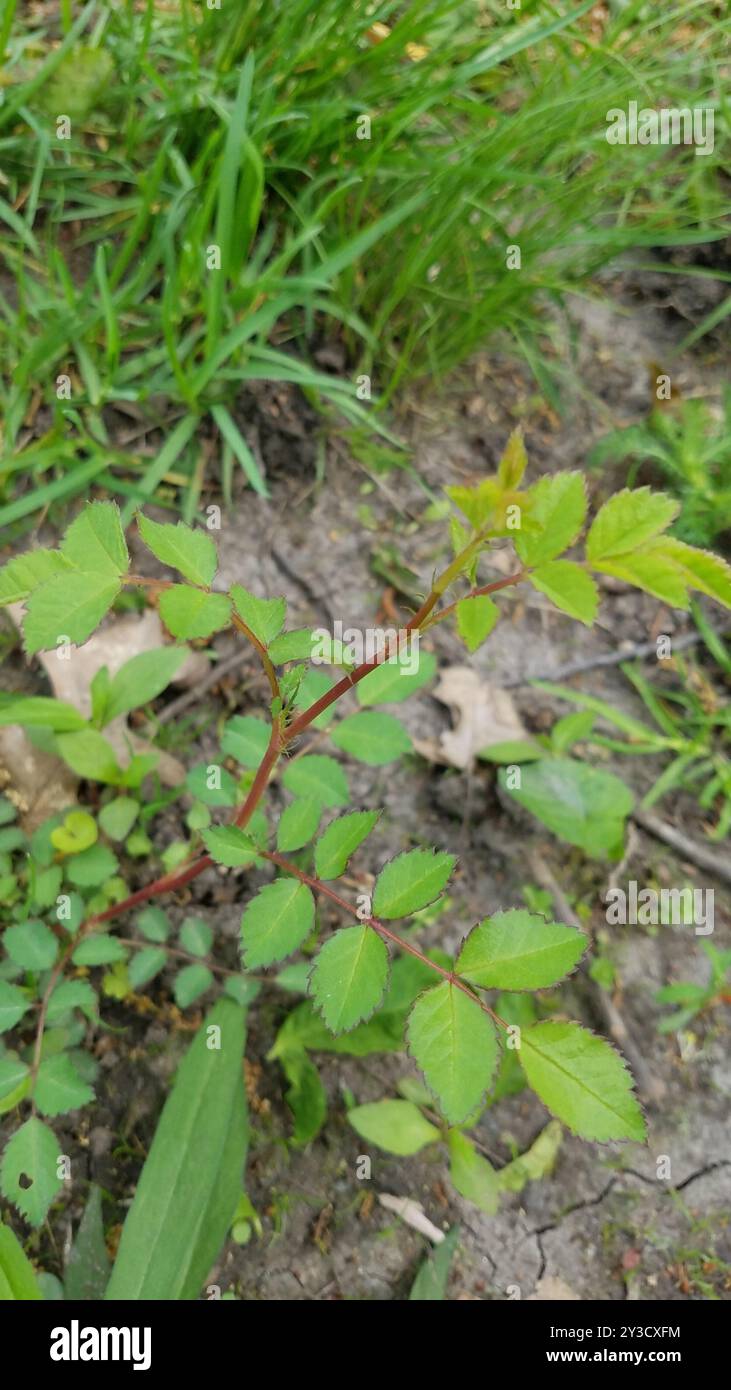 multiflora rose (Rosa multiflora) Plantae Stock Photo - Alamy