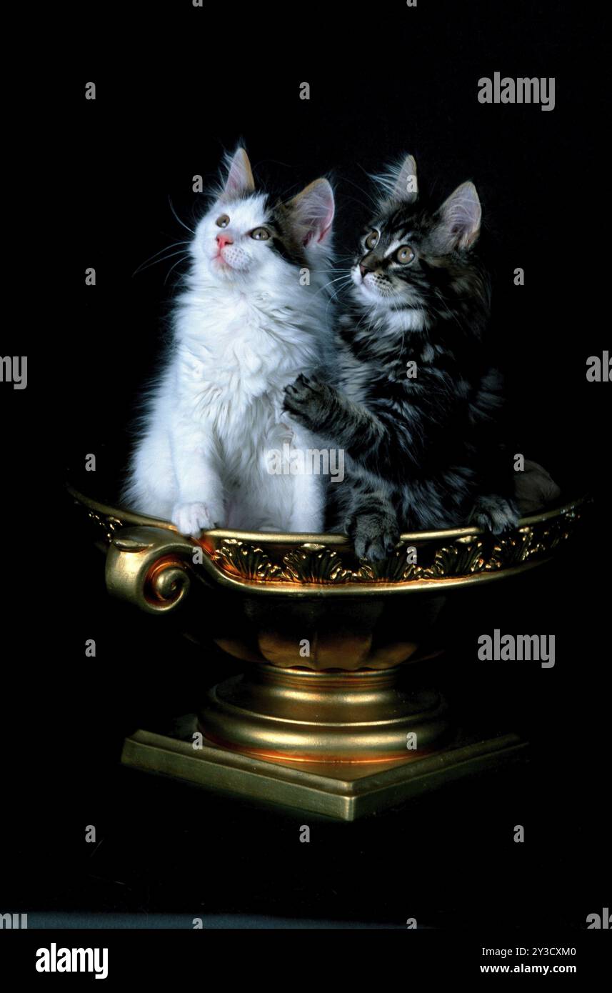 Main Coone cat black-white and black-classic-tabby 12 weeks old Stock ...