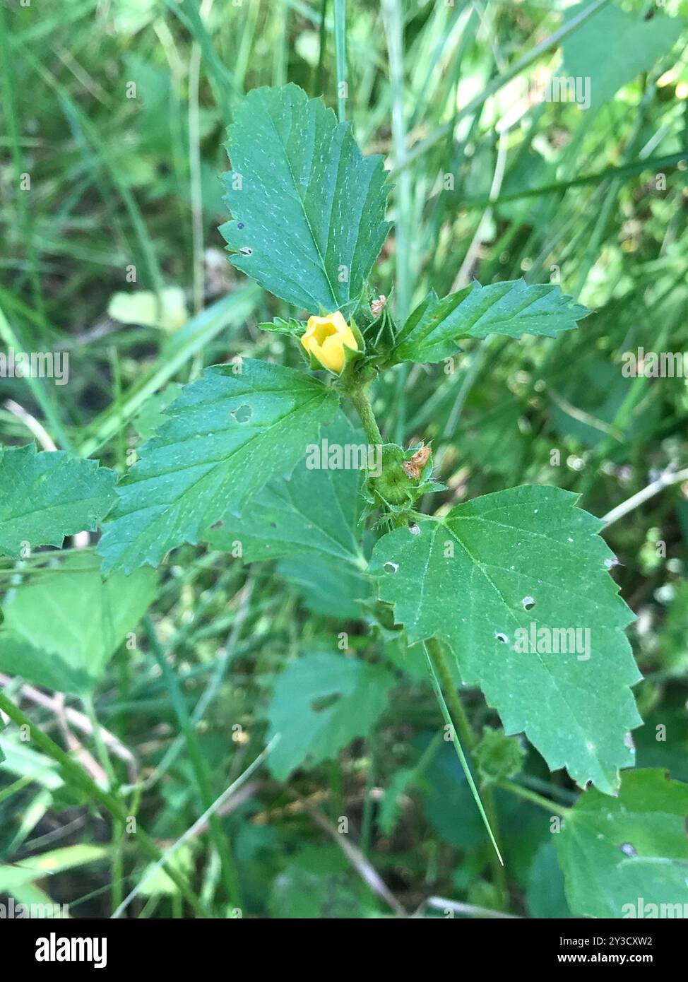 three-lobe false mallow (Malvastrum coromandelianum) Plantae Stock ...