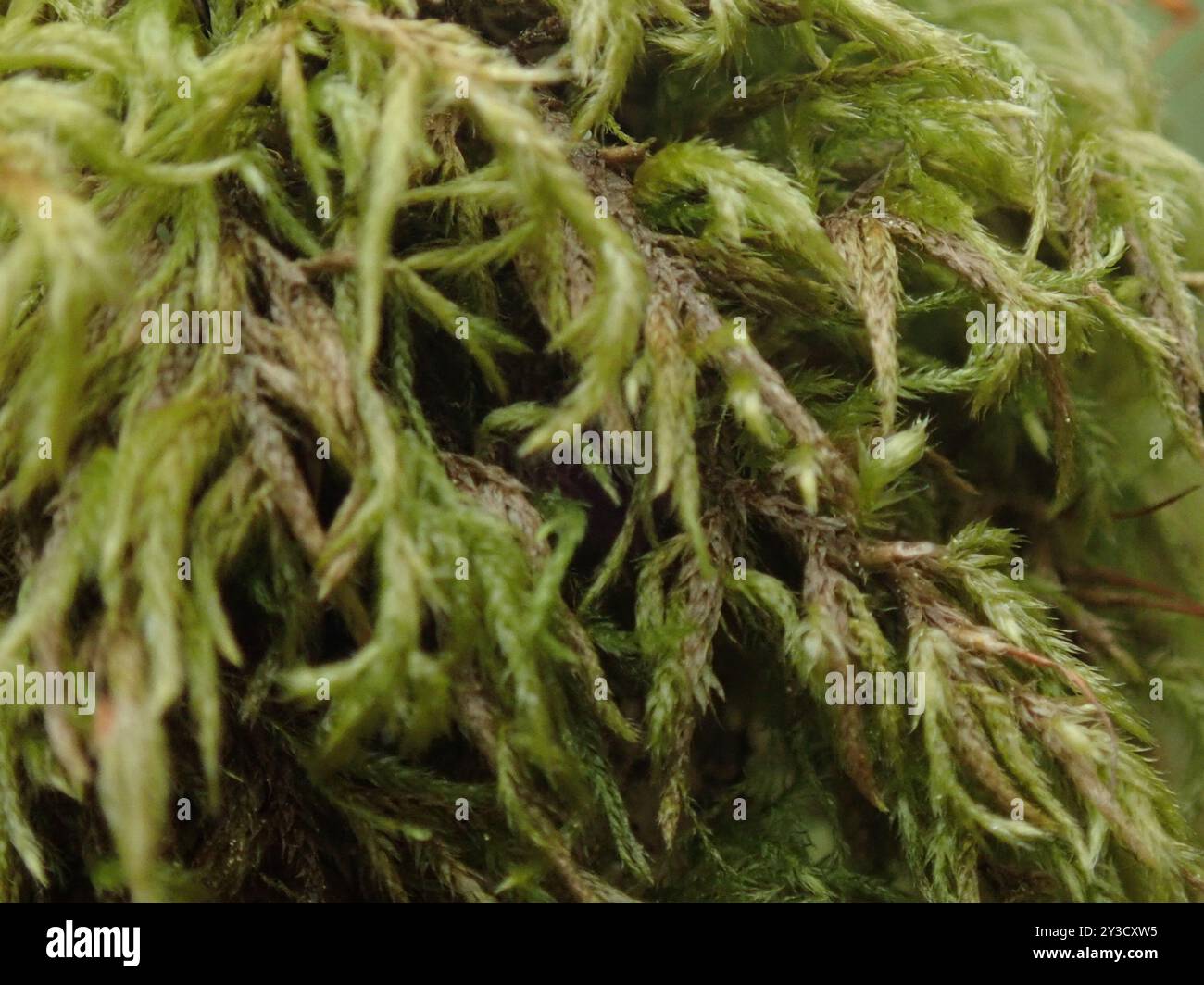 Cat's Tail Moss (Pseudisothecium stoloniferum) Plantae Stock Photo - Alamy
