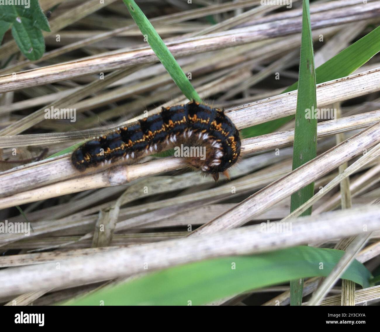 Drinker Moth (Euthrix potatoria) Insecta Stock Photo - Alamy