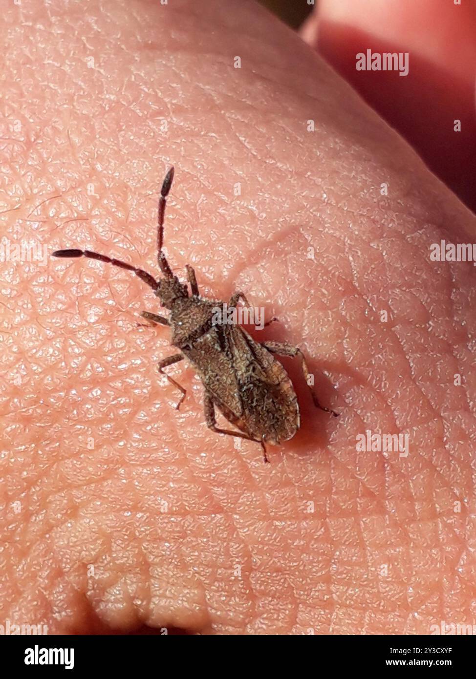 Denticulate Leatherbug (Coriomeris denticulatus) Insecta Stock Photo ...