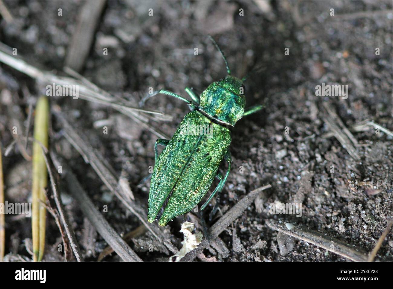 Western Cedar Borer (Trachykele blondeli) Insecta Stock Photo - Alamy