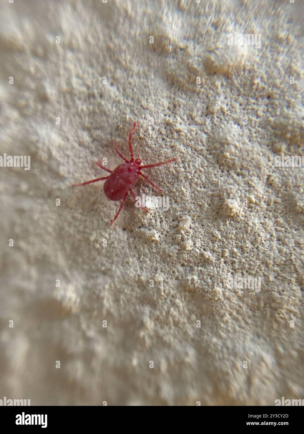 Sidewalk Mites (Balaustium) Arachnida Stock Photo - Alamy