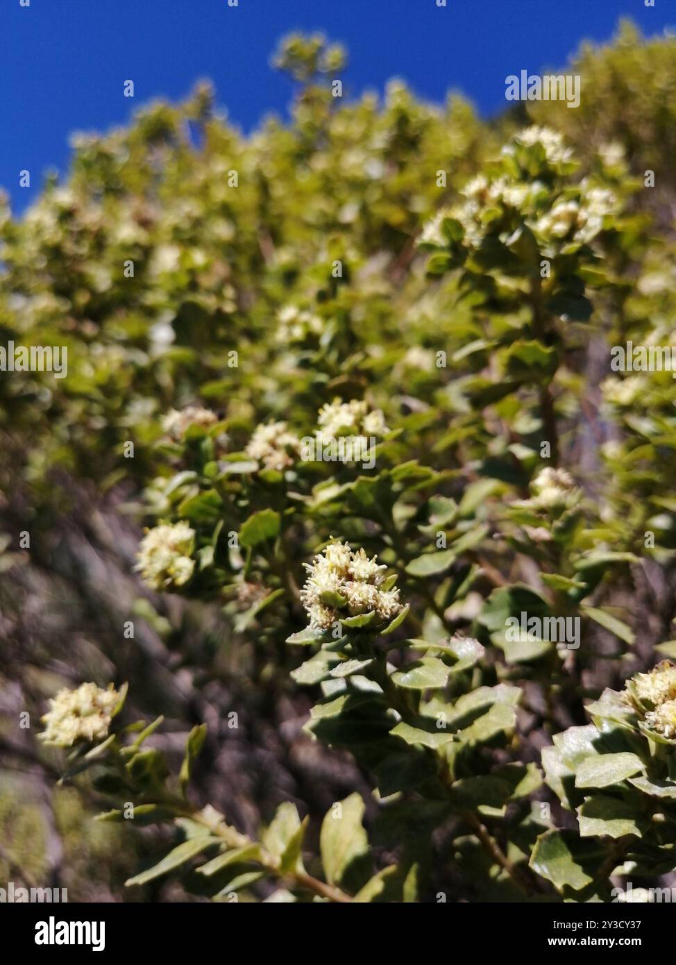 Chinese brush (Baccharis conferta) Plantae Stock Photo - Alamy