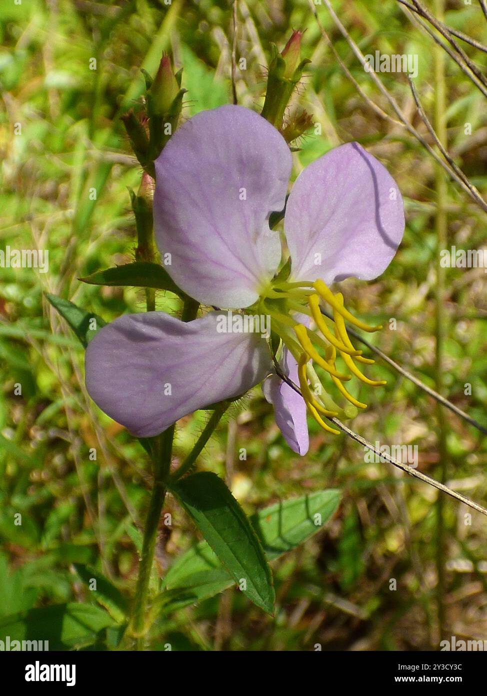 Meadowbeauties (Rhexia) Plantae Stock Photo - Alamy