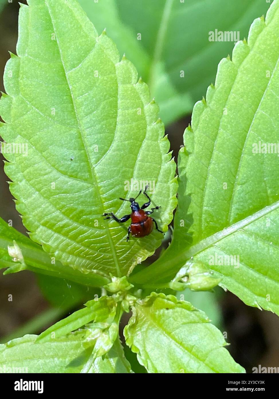 Oak leaf-roller (Attelabus nitens) Insecta Stock Photo - Alamy