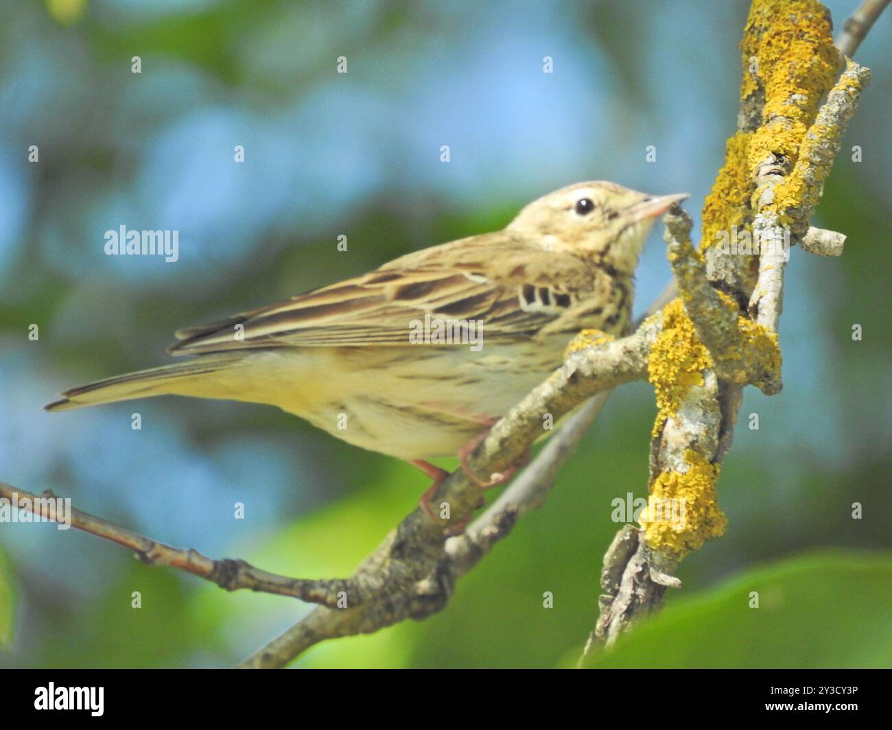 Tree Pipit (Anthus trivialis) Aves Stock Photo - Alamy