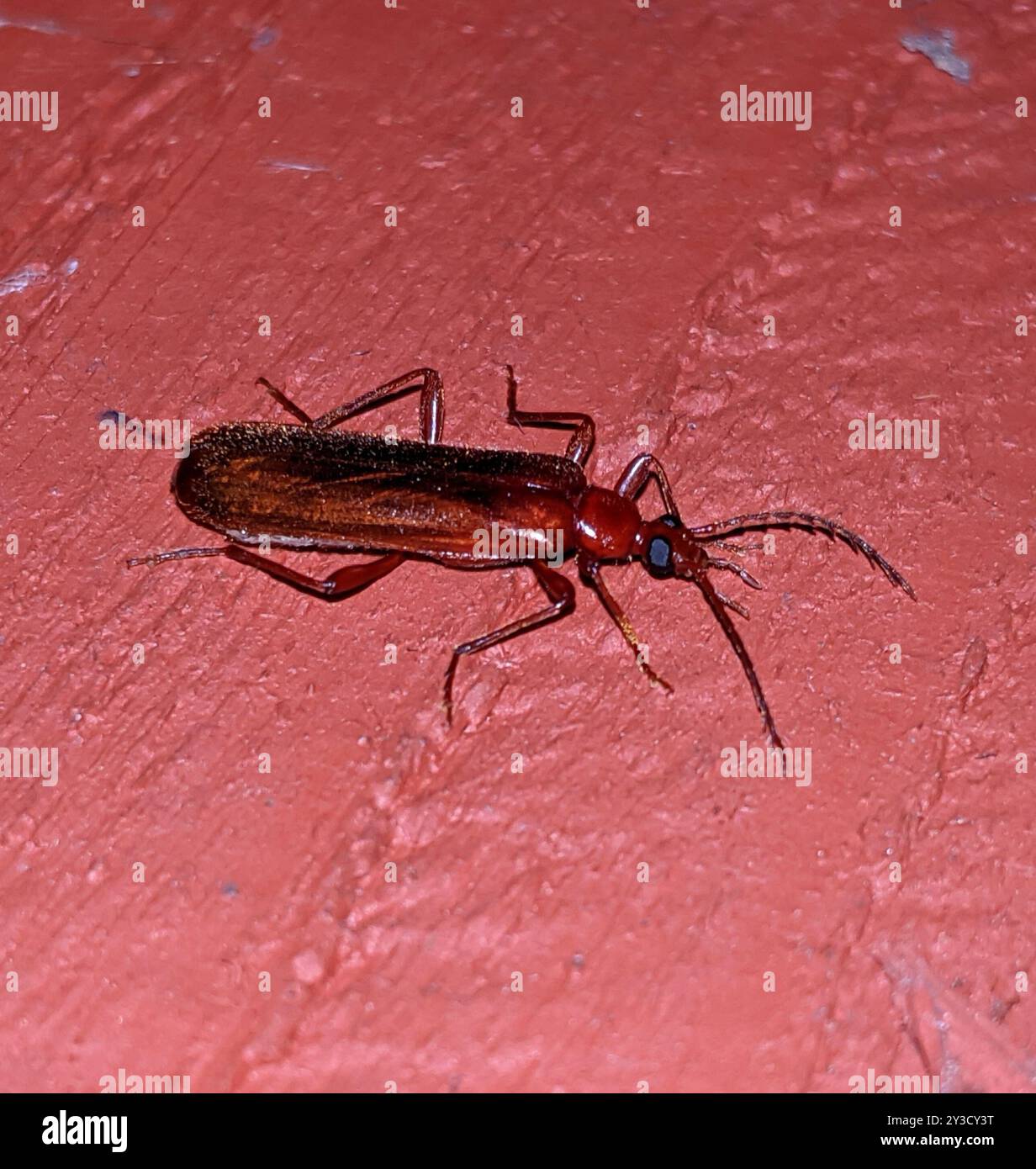 (Dendroides ephemeroides) Insecta Stock Photo - Alamy