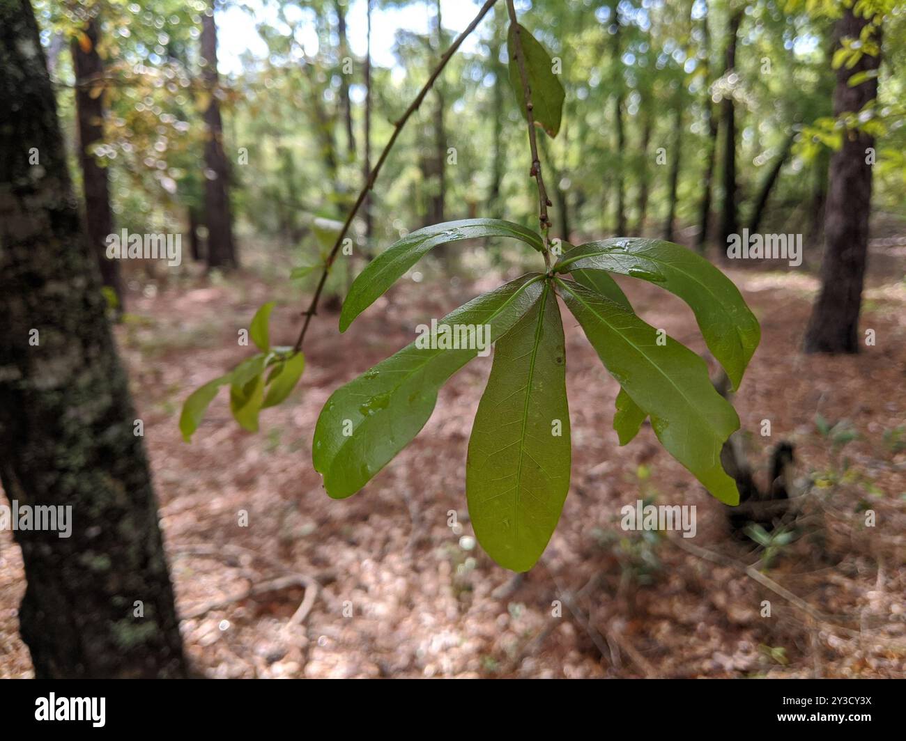 Darlington Oak (Quercus hemisphaerica) Plantae Stock Photo - Alamy