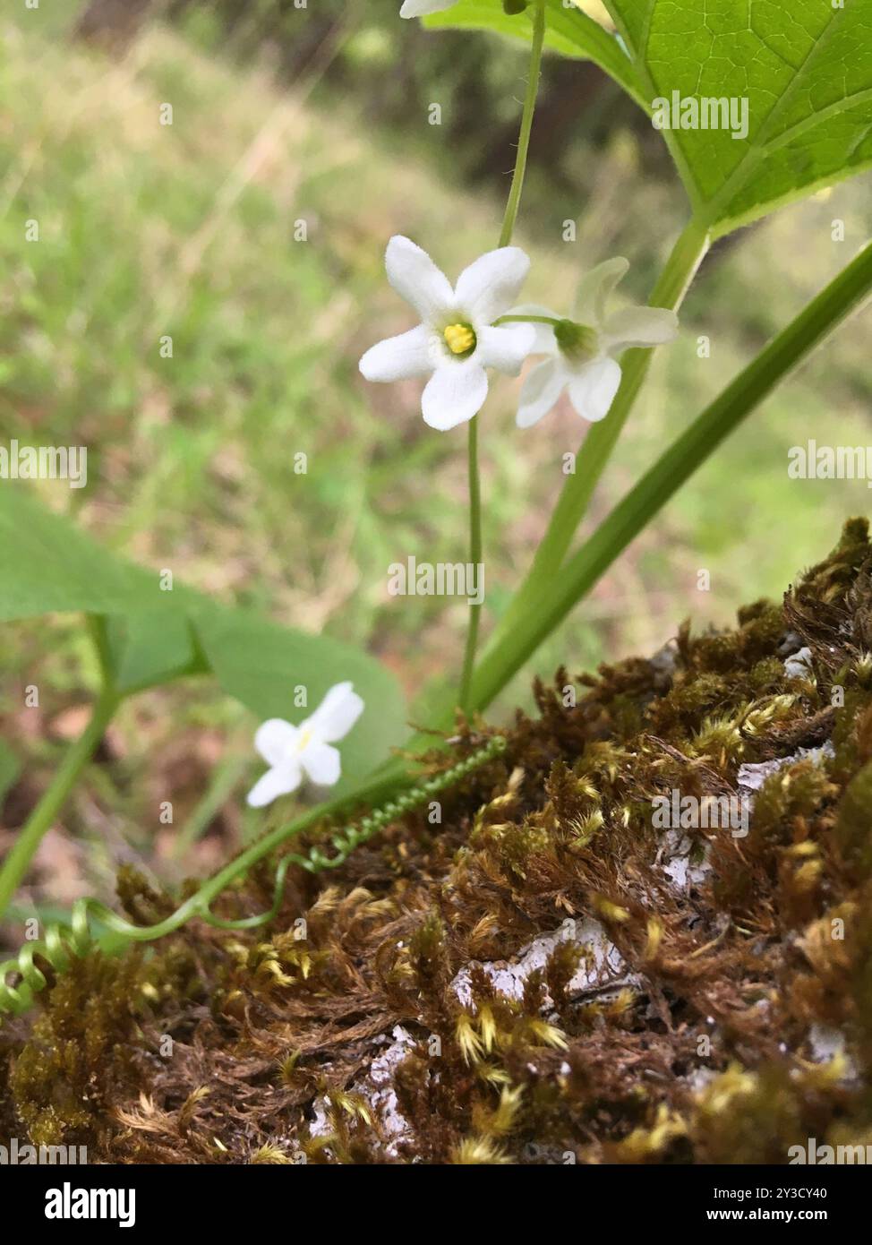 coastal manroot (Marah oregana) Plantae Stock Photo - Alamy