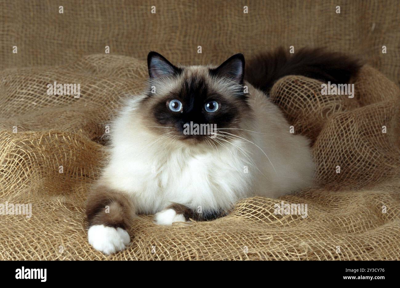 Holy Birman, sealpoint male 4 years old, tomcat Stock Photo - Alamy