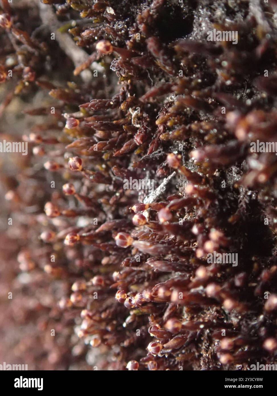 Black Rock Moss (Andreaea rupestris) Plantae Stock Photo - Alamy