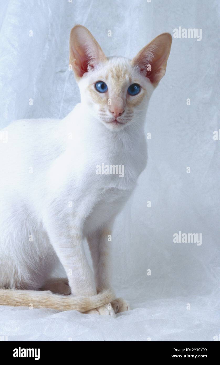 Siamese cat red-silver-tabby reddish colouring male, 5 months old Stock ...