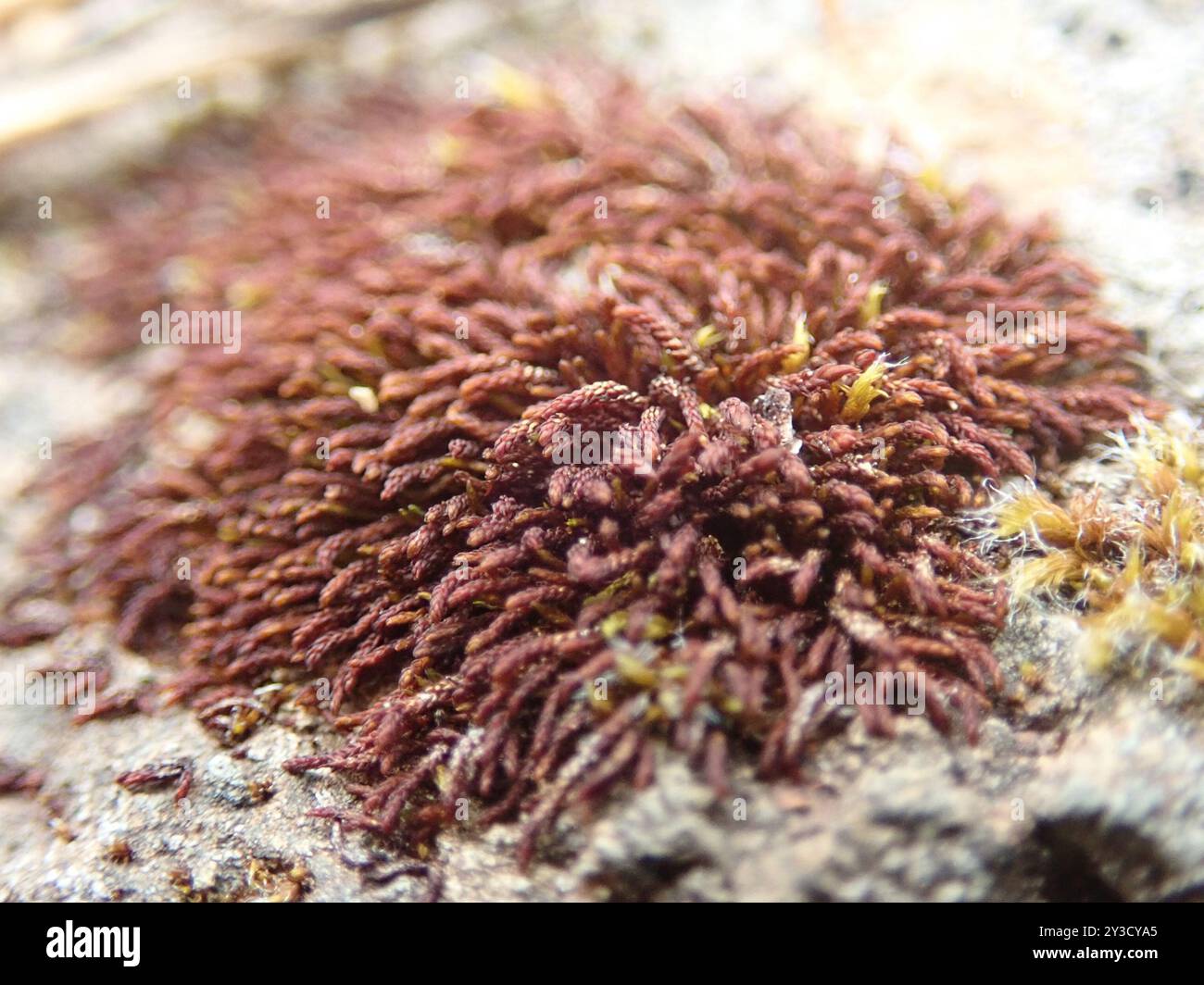 Black Rock Moss (Andreaea rupestris) Plantae Stock Photo - Alamy