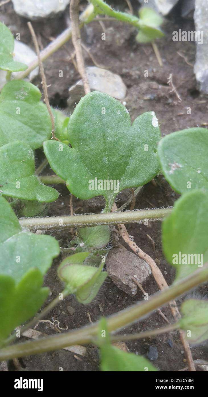 Ivy-leaved Speedwell (Veronica hederifolia) Plantae Stock Photo - Alamy