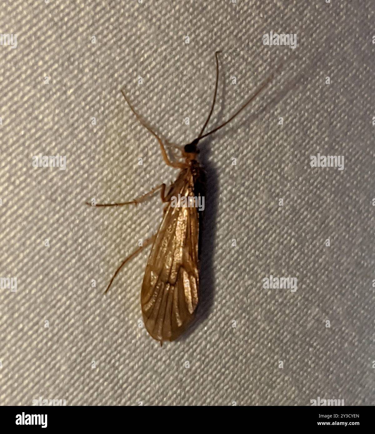 Northern Caddisflies (Limnephilidae) Insecta Stock Photo - Alamy
