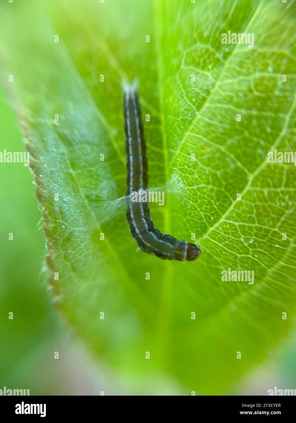 Geometer Moths (Geometridae) Insecta Stock Photo - Alamy