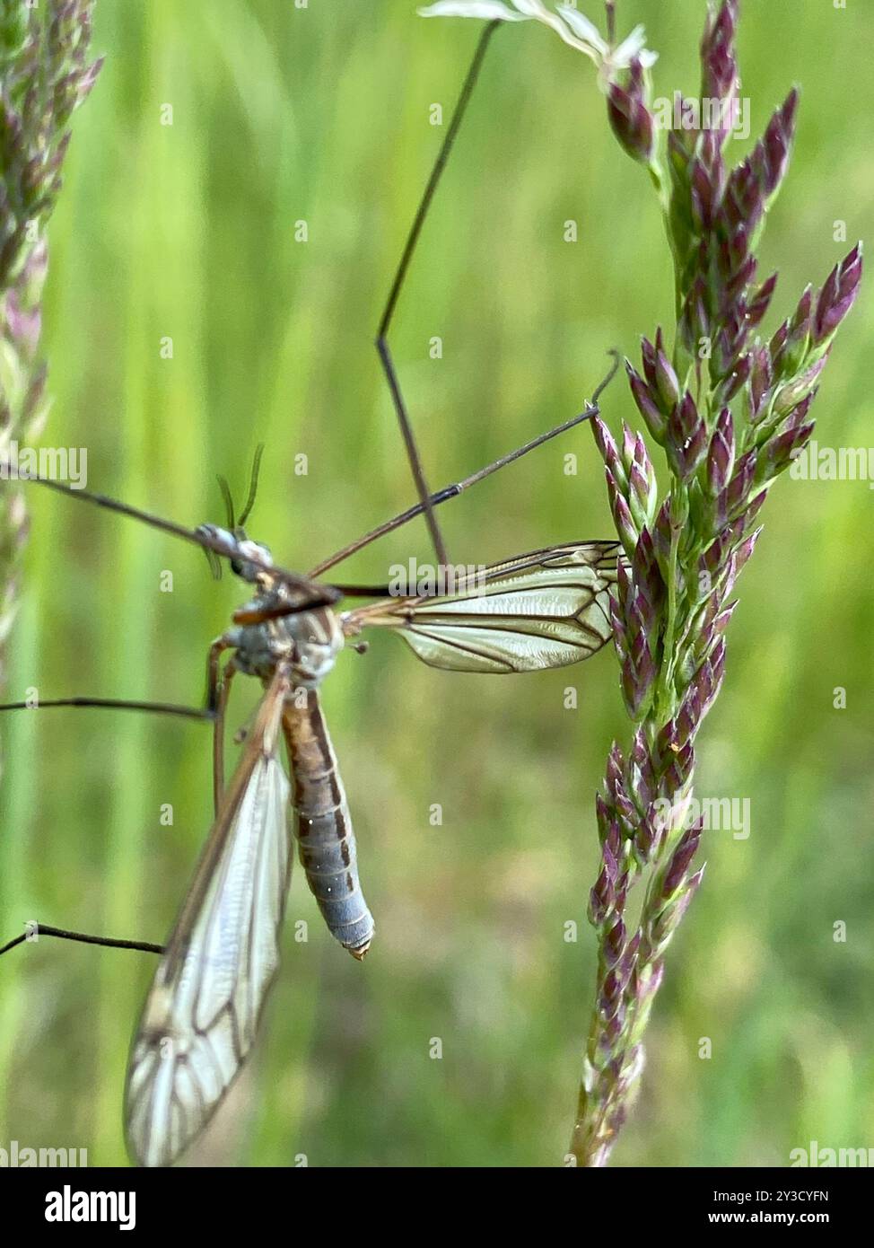 European Crane Fly (Tipula paludosa) Insecta Stock Photo - Alamy