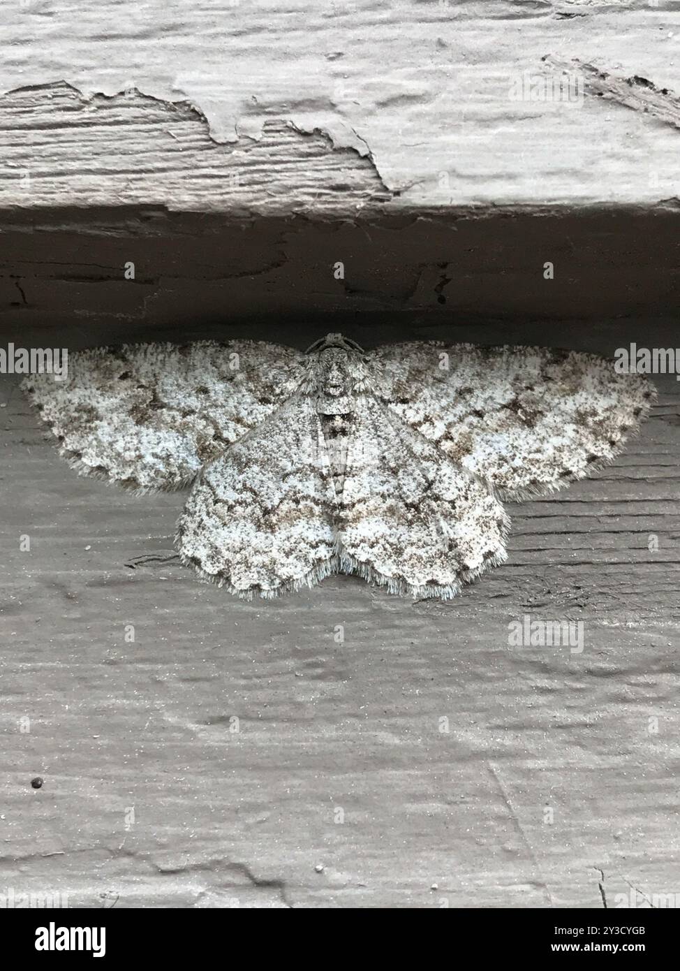 Small Engrailed (Ectropis crepuscularia) Insecta Stock Photo - Alamy