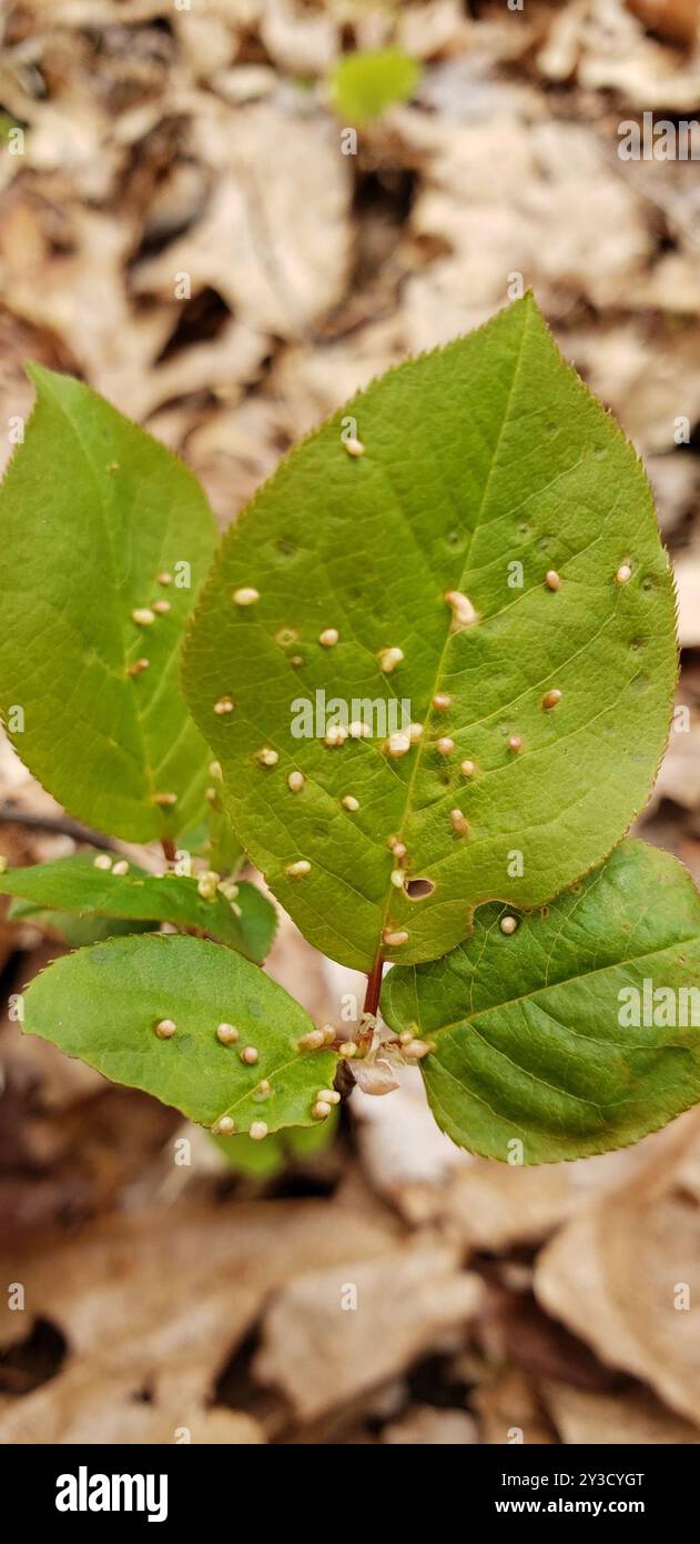 Plum Finger Gall Mite (Eriophyes emarginatae) Arachnida Stock Photo - Alamy