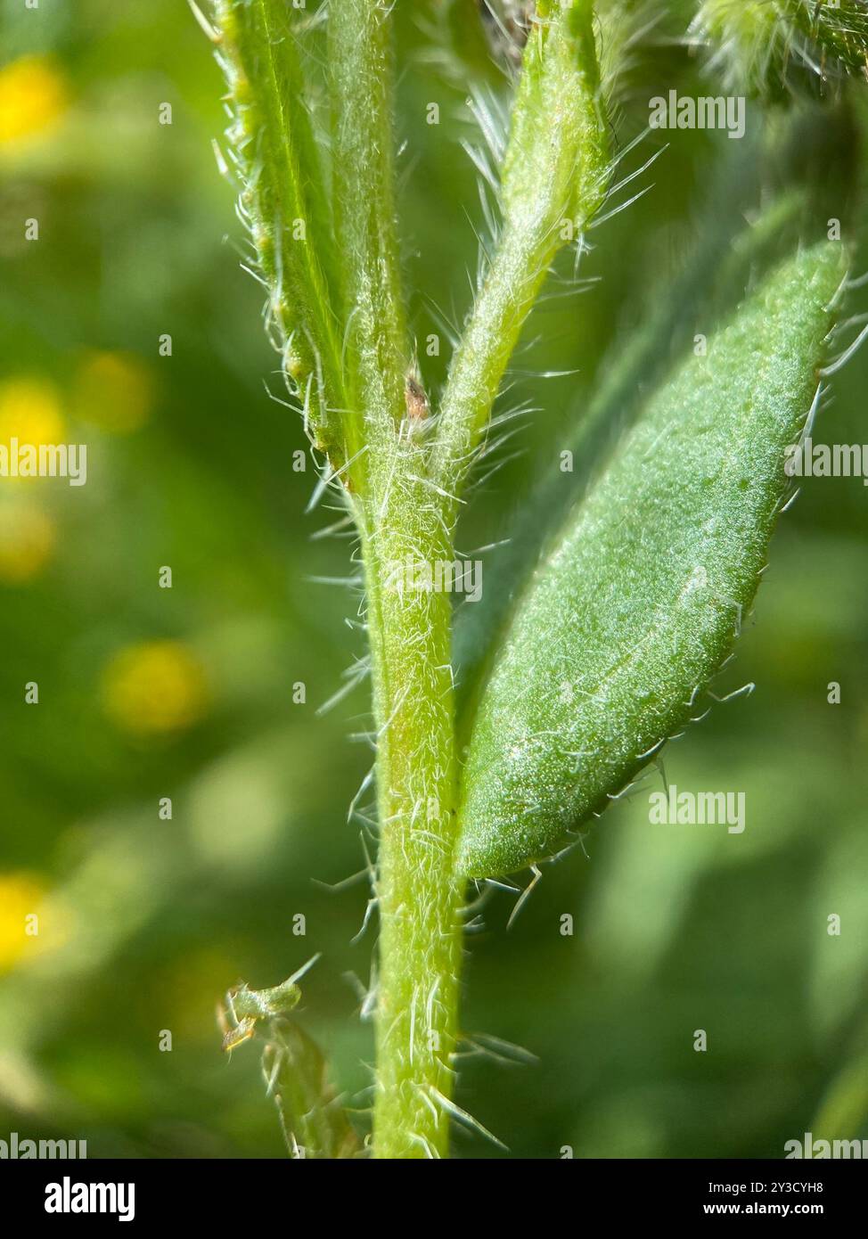 Common Fiddleneck (Amsinckia menziesii) Plantae Stock Photo - Alamy