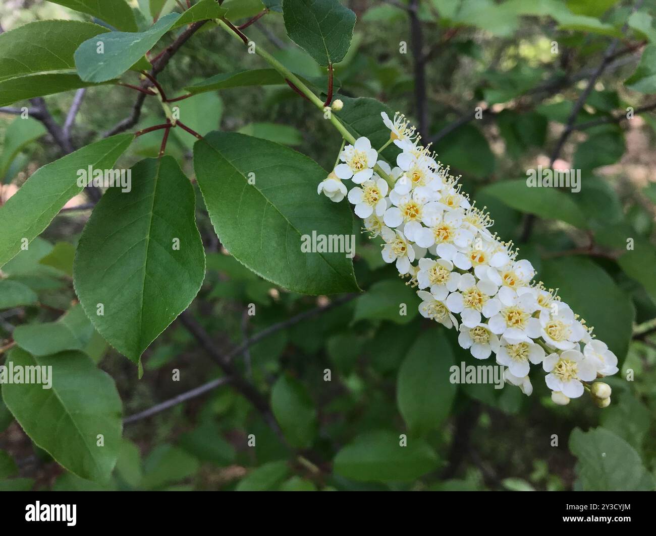 chokecherry (Prunus virginiana) Plantae Stock Photo - Alamy