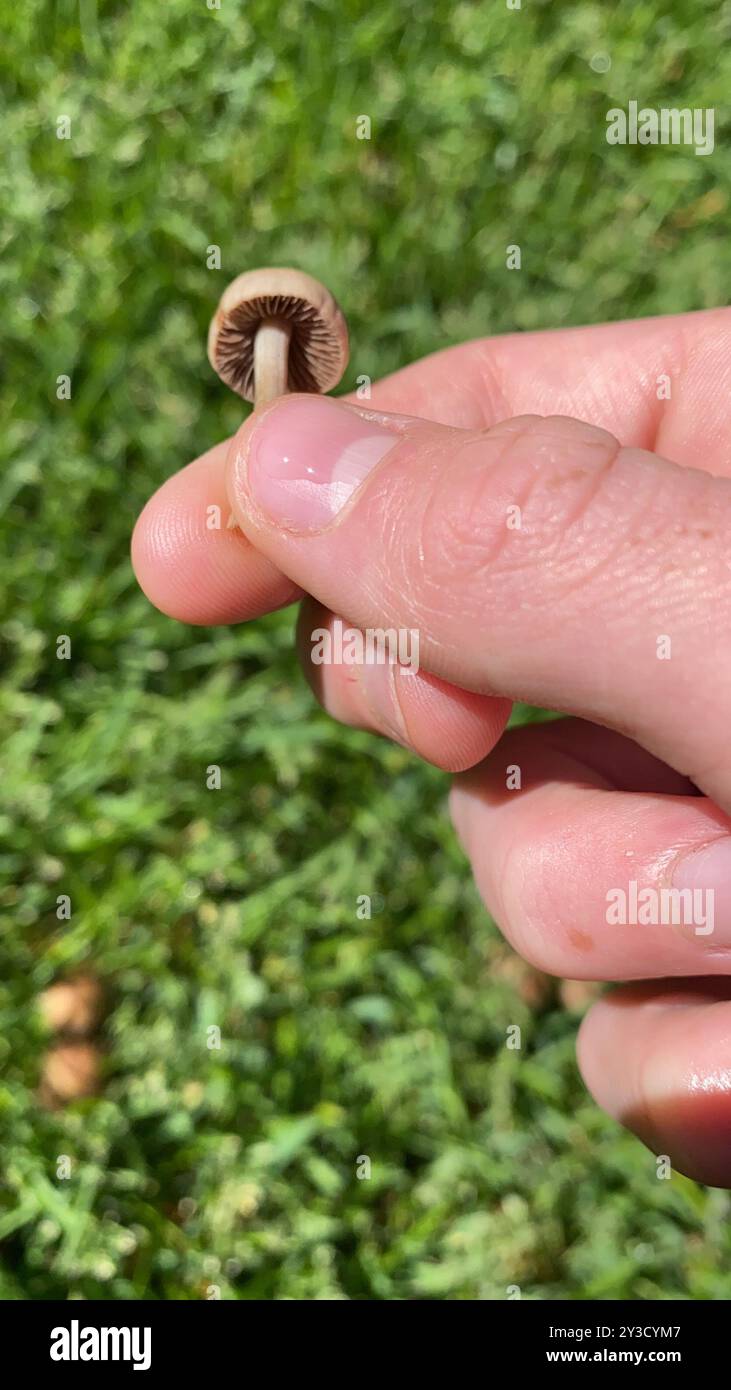 Mower's Mushroom (Panaeolus foenisecii) Fungi Stock Photo - Alamy