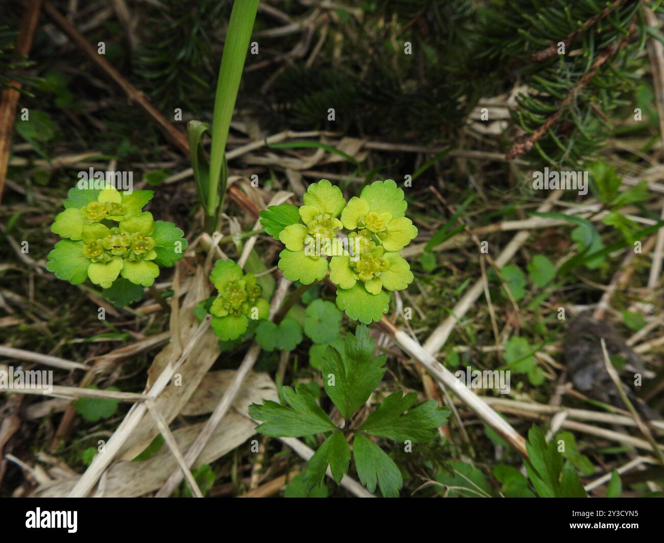 Alternate-leaved Golden Saxifrage (Chrysosplenium alternifolium ...