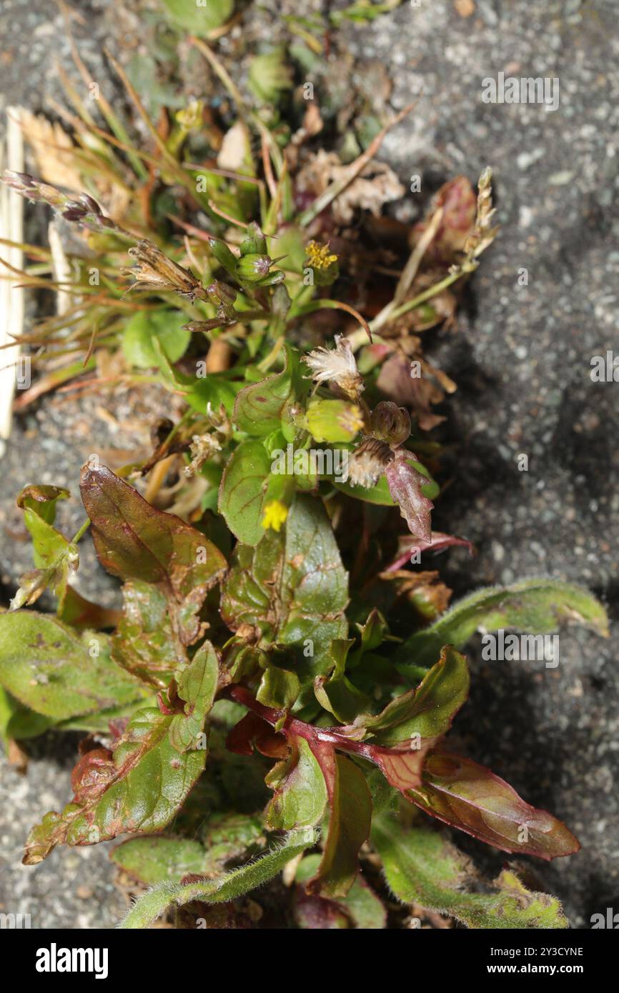flowering plants (Angiospermae) Plantae Stock Photo - Alamy