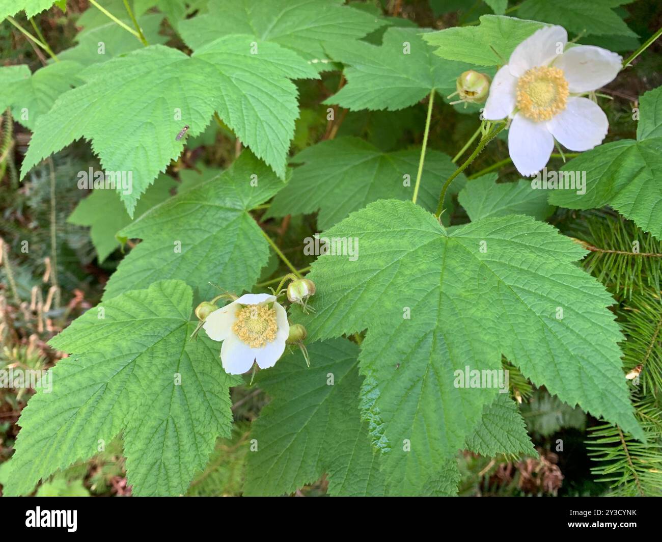 thimbleberry (Rubus parviflorus) Plantae Stock Photo - Alamy