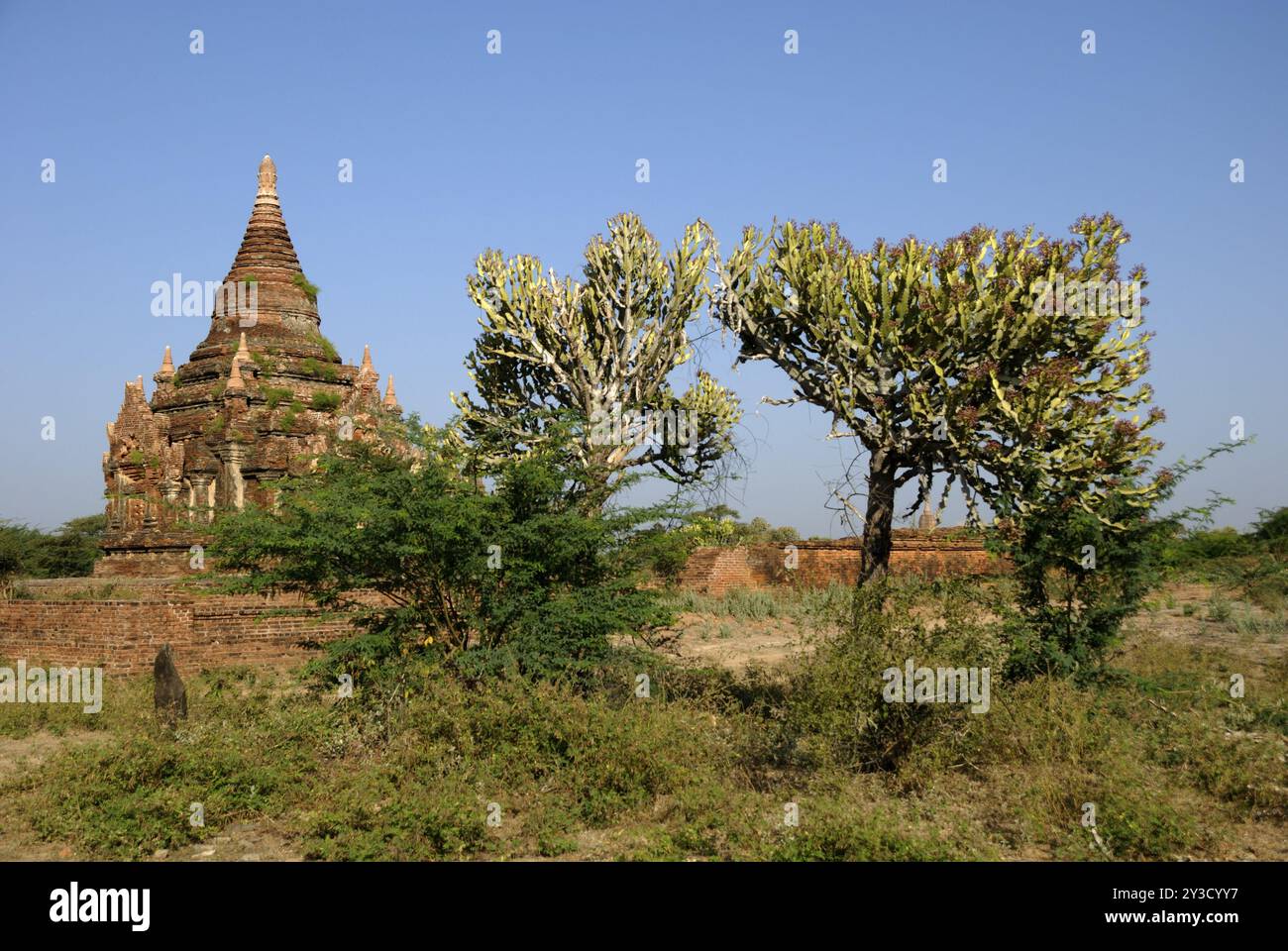 Euphorbia trees in Bagan, Myanmar, Asia Stock Photo - Alamy