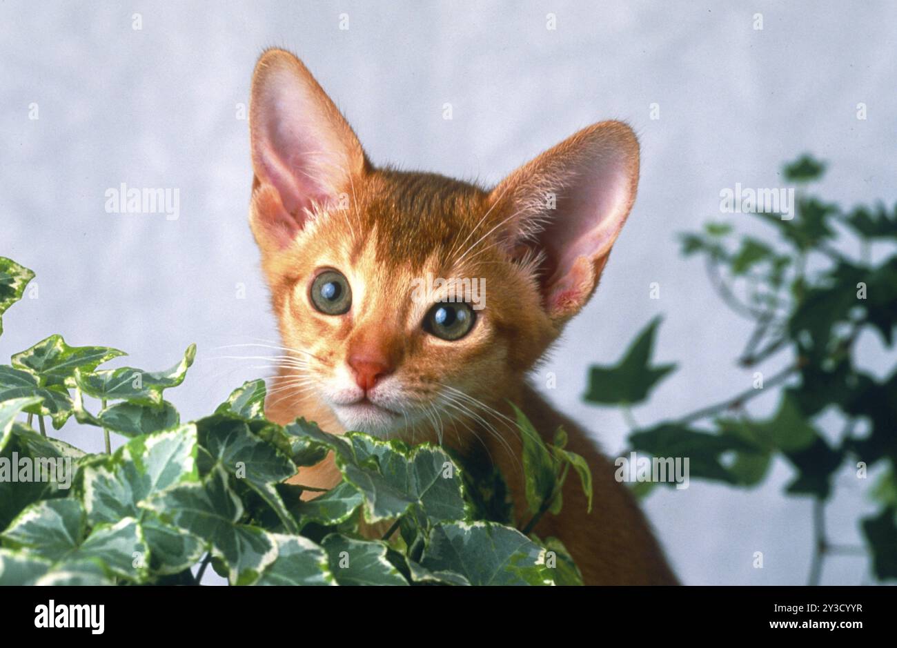 Abyssinian, Sorrel, Young male, 12 weeks old, kitten Stock Photo - Alamy