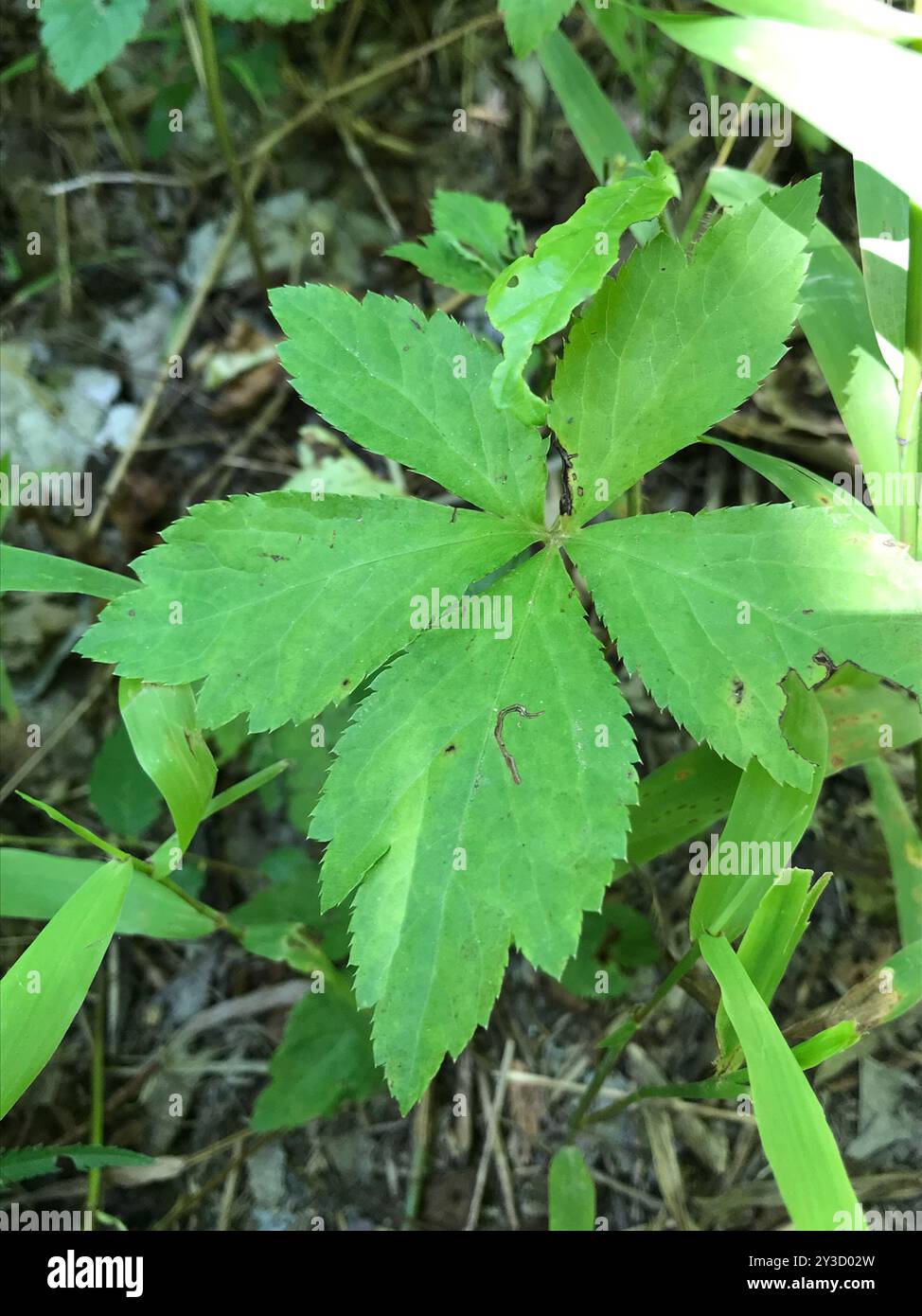 Black Snakeroot (Sanicula canadensis) Plantae Stock Photo - Alamy