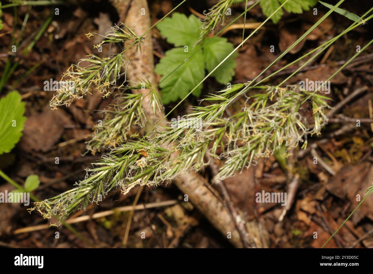 sweet vernal grass (Anthoxanthum odoratum) Plantae Stock Photo - Alamy