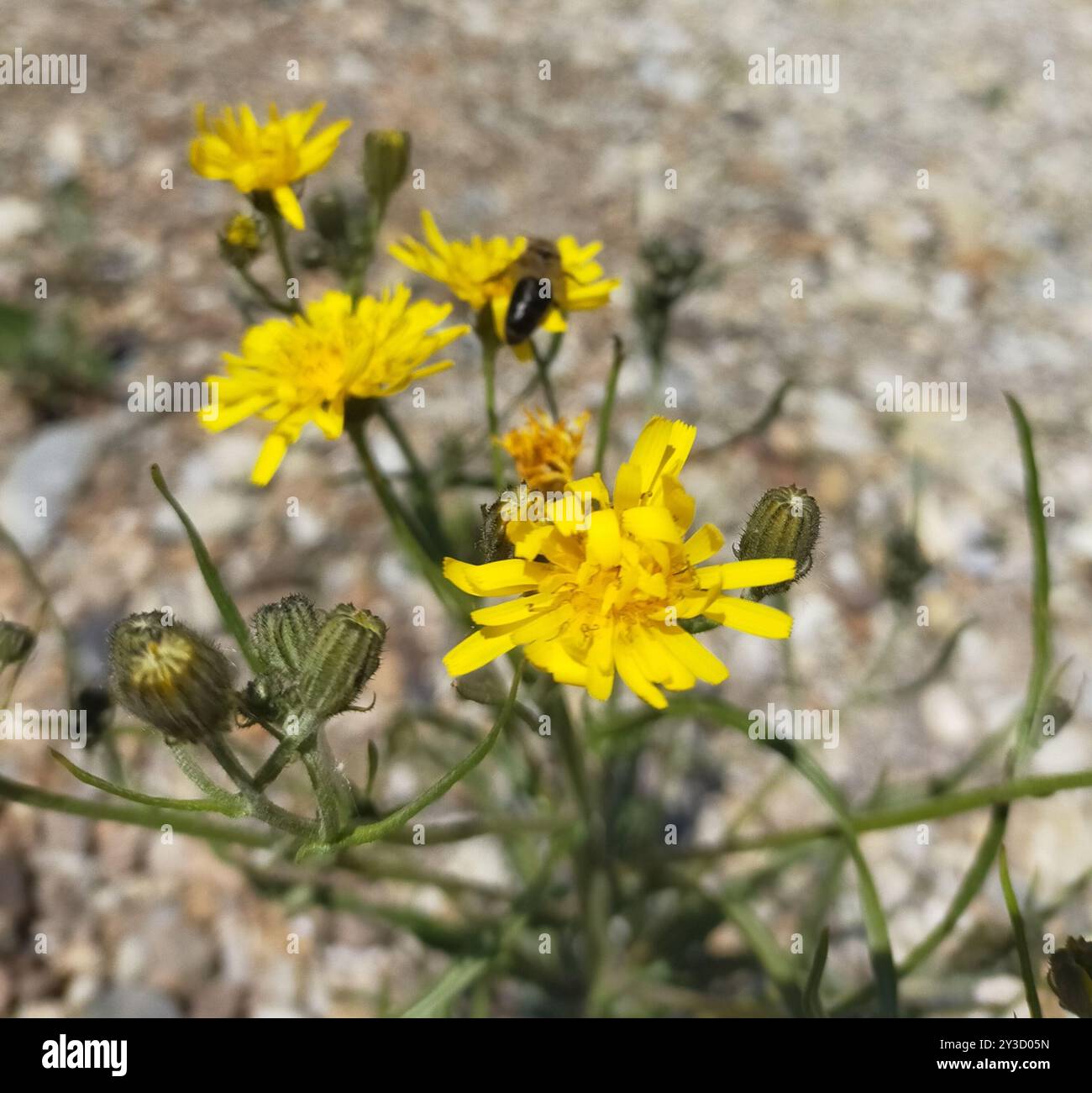 narrow-leaved hawksbeard (Crepis tectorum) Plantae Stock Photo - Alamy