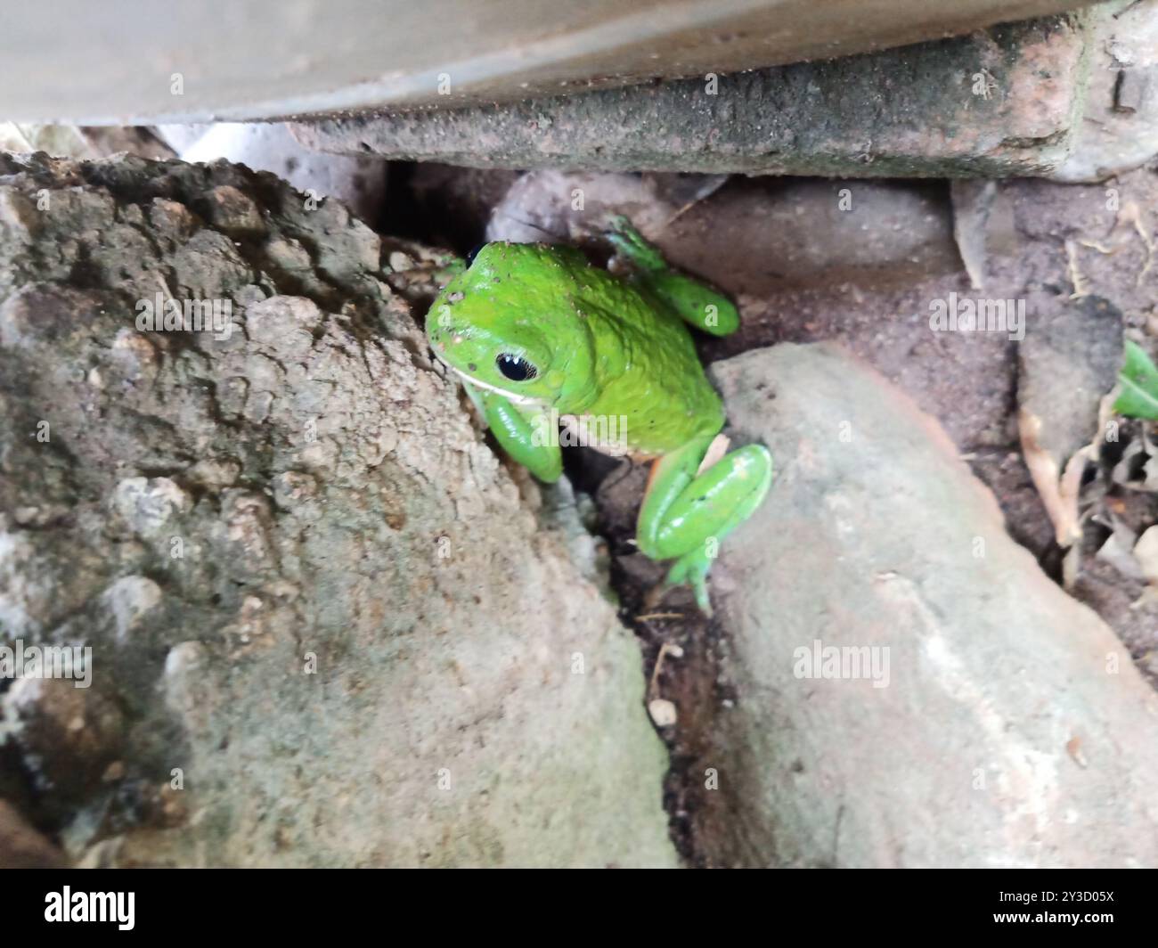 Mexican Giant Tree Frog (Agalychnis dacnicolor) Amphibia Stock Photo ...