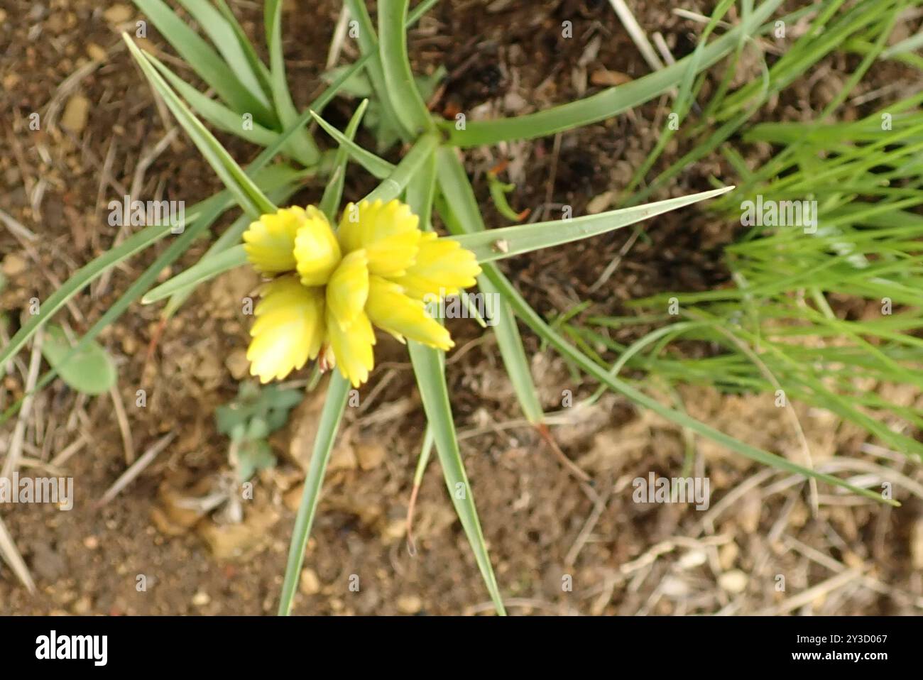 Golden Sedge (Cyperus sphaerocephalus) Plantae Stock Photo - Alamy
