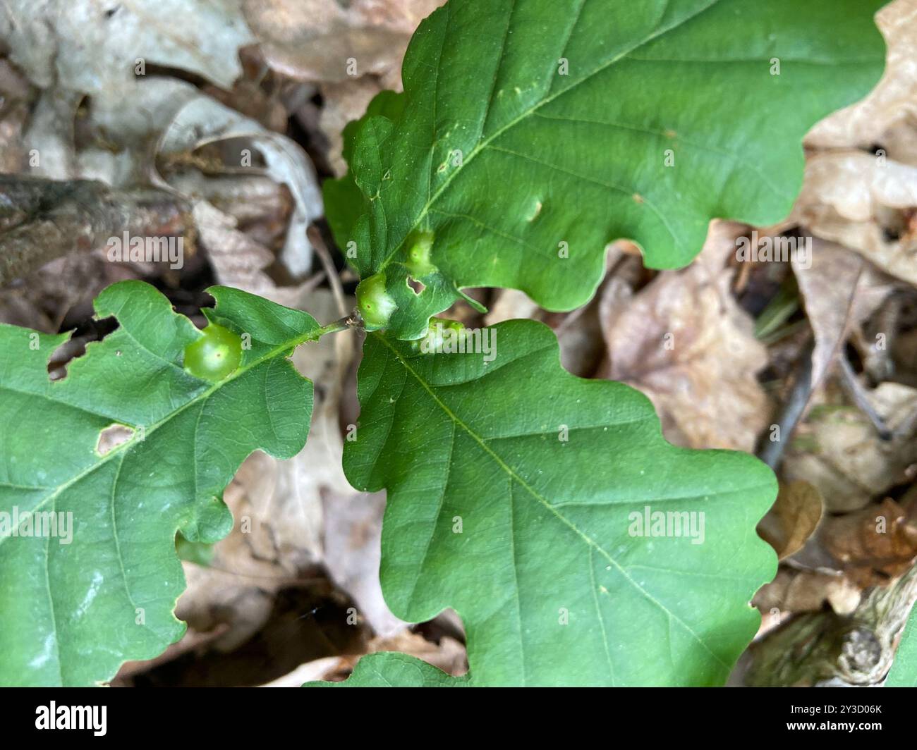 Oak Curved-leaf Gall Wasp (Andricus curvator) Insecta Stock Photo - Alamy