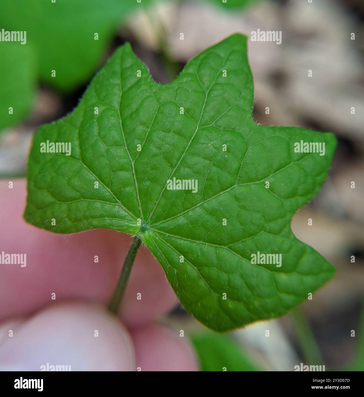 moonseed (Menispermum canadense) Plantae Stock Photo - Alamy