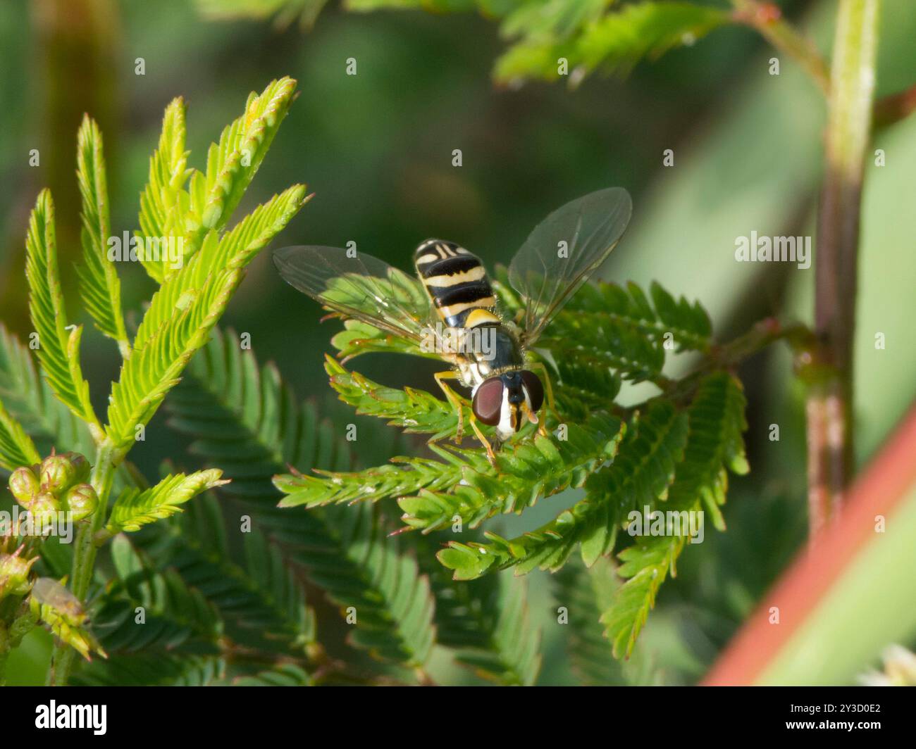 Streaktails (Allograpta) Insecta Stock Photo - Alamy