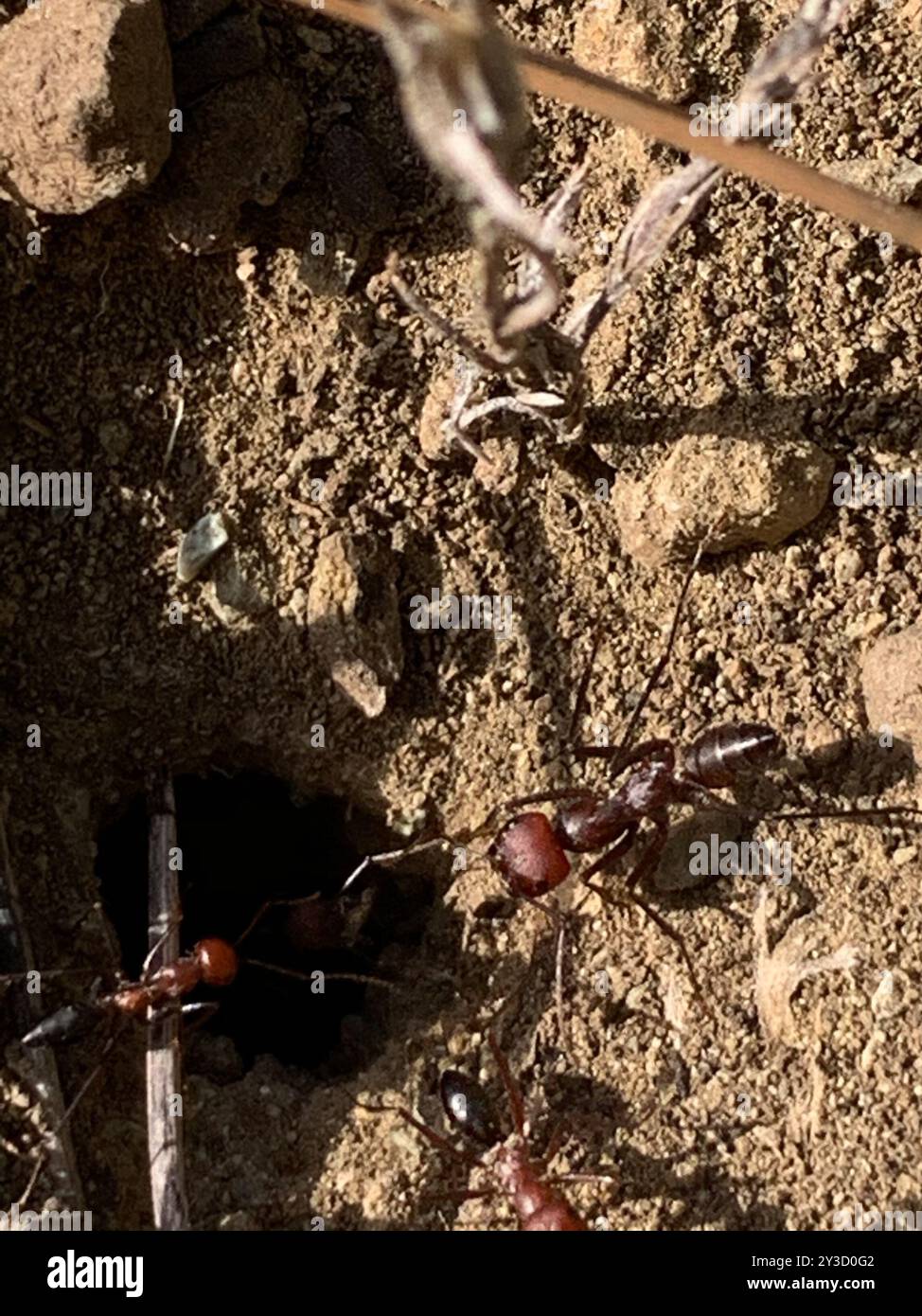 Sahara Ants and Allies (Cataglyphis) Insecta Stock Photo - Alamy